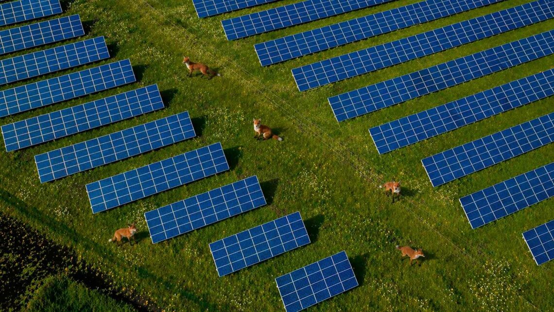 Foxes were allowed into a solar farm, and they ended up turning the ...