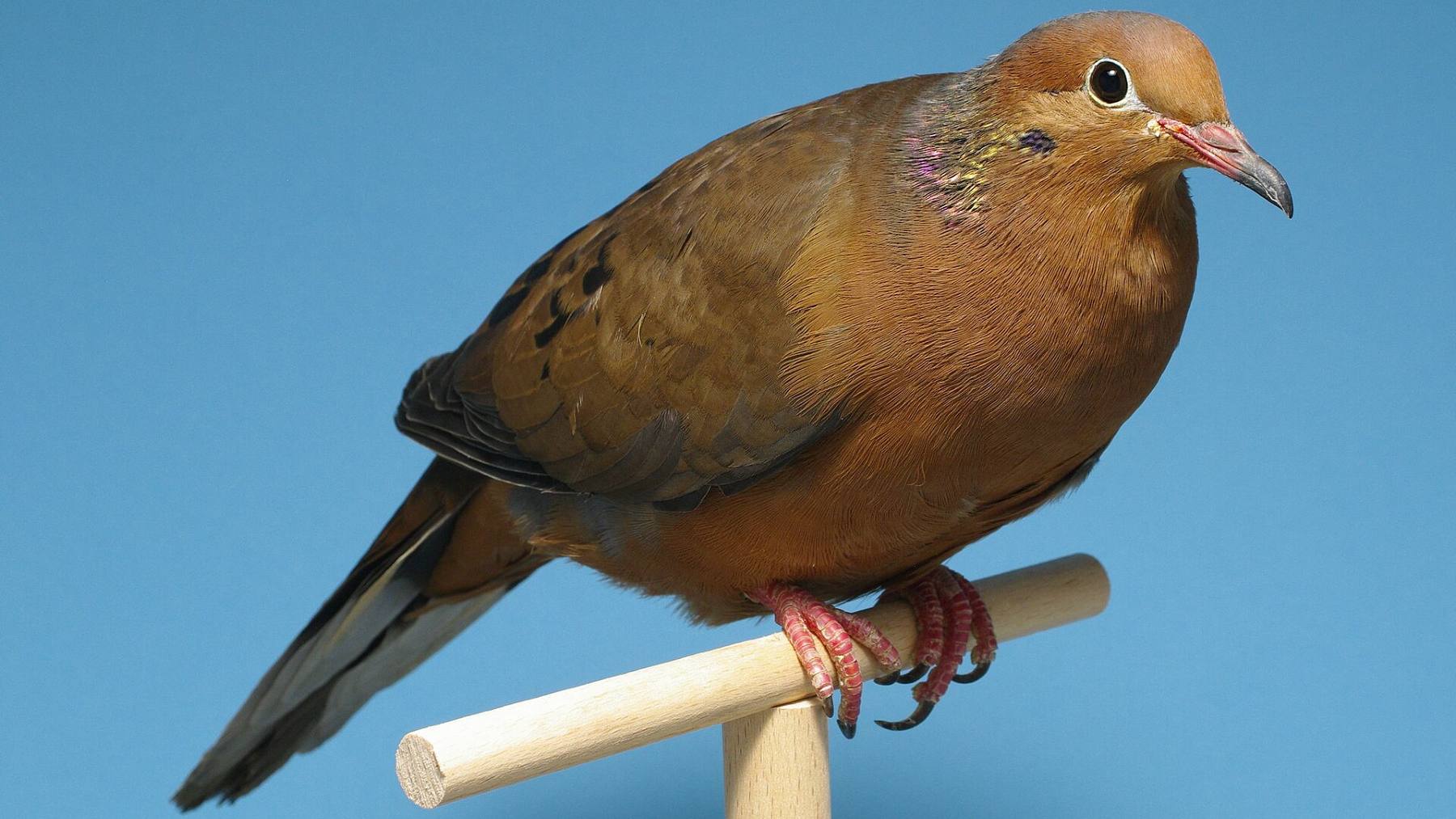Zoos on three continents are quietly racing to bring a ghost bird back ...